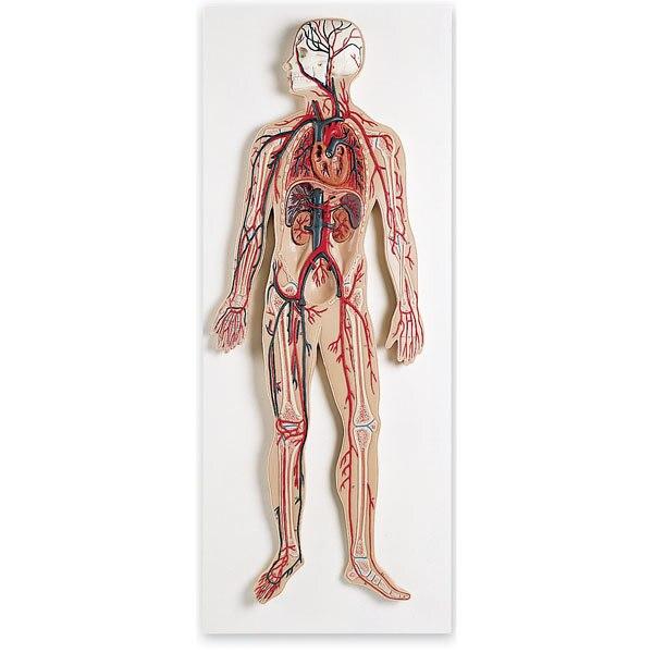 Circulatory System Model for Medical Training | LivCor