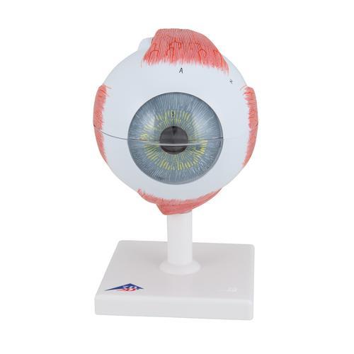 Buy Eye Models for Education & Training | LivCor
