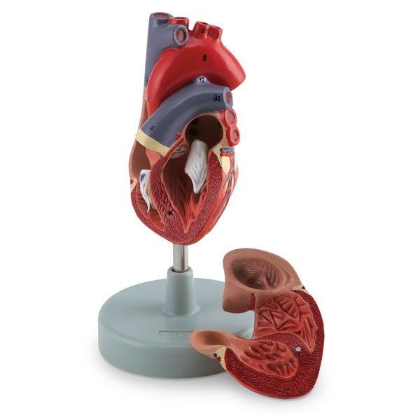 2-Part Human Heart Model for Anatomy Studies | LivCor