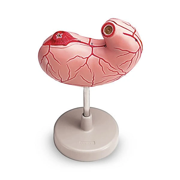 2-Part Life-Size Stomach Model for Anatomy Studies | LivCor