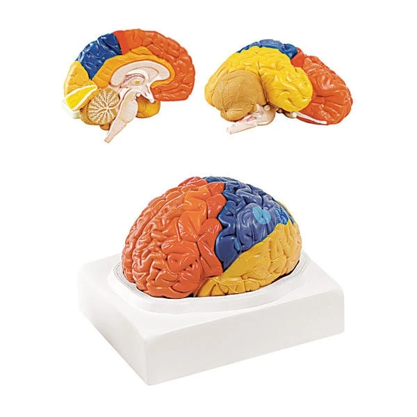 Educational & Anatomical Models – Shop | LivCor Australia
