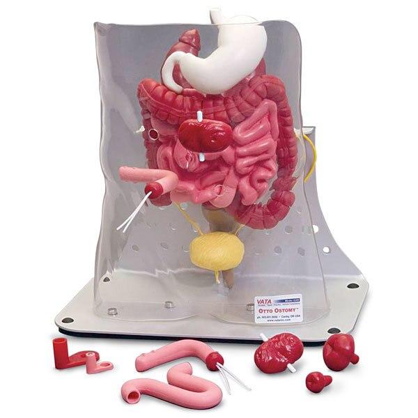 Otto Ostomy Model for Sale Australia | LivCor