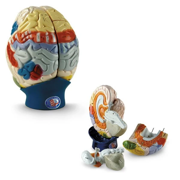 Denoyer Geppert Giant Functional Brain Model | LivCor