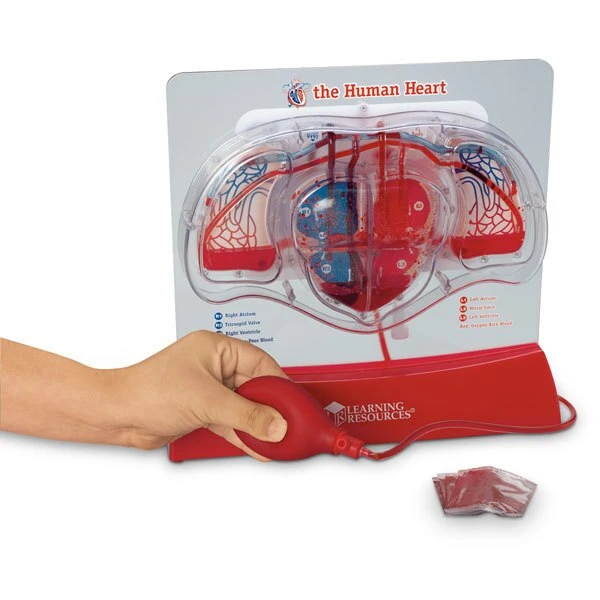 Pumping Heart Model for Medical Training | LivCor