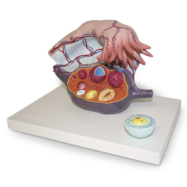 Ovary Model Labeled Ovary Lab Model Diagram | Quizlet