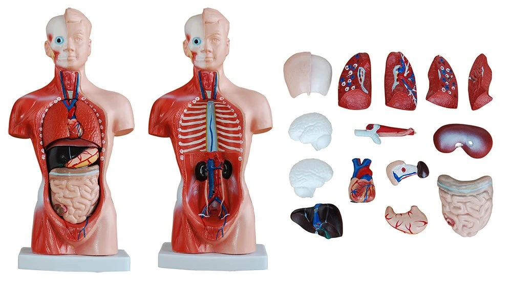 Anatomical Torso Models for Training & Education | LivCor